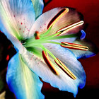 woob 1194 (21st Century Remaster) | woob