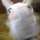 APPARITIONS | Regan & Bricheno