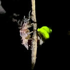 ‘Schall’ / ‘Rechant’ | Horacio Vaggione | Recollection GRM