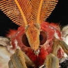 Psychopomp Original Soundtrack: Volume 1 | Karbonic