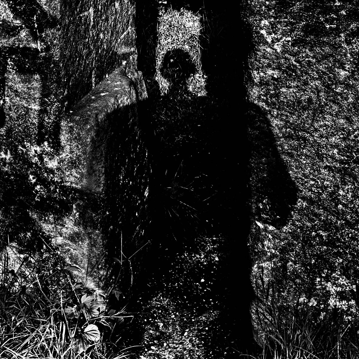 a herring's tale | Emmit