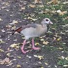 HOPE LEFT ME (Complete Version) | ASTROPHYSICS