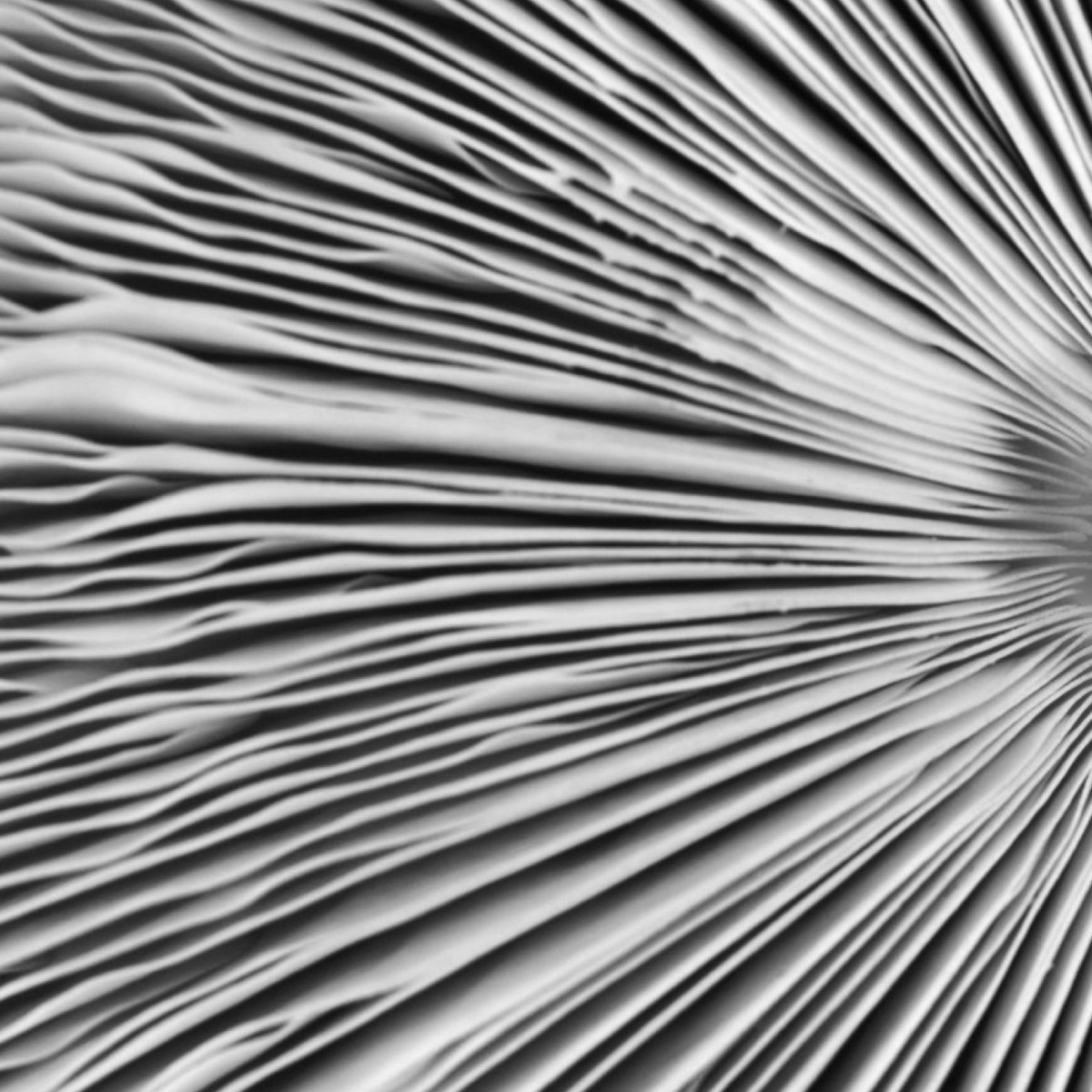 Mushroom Blues | Sporer