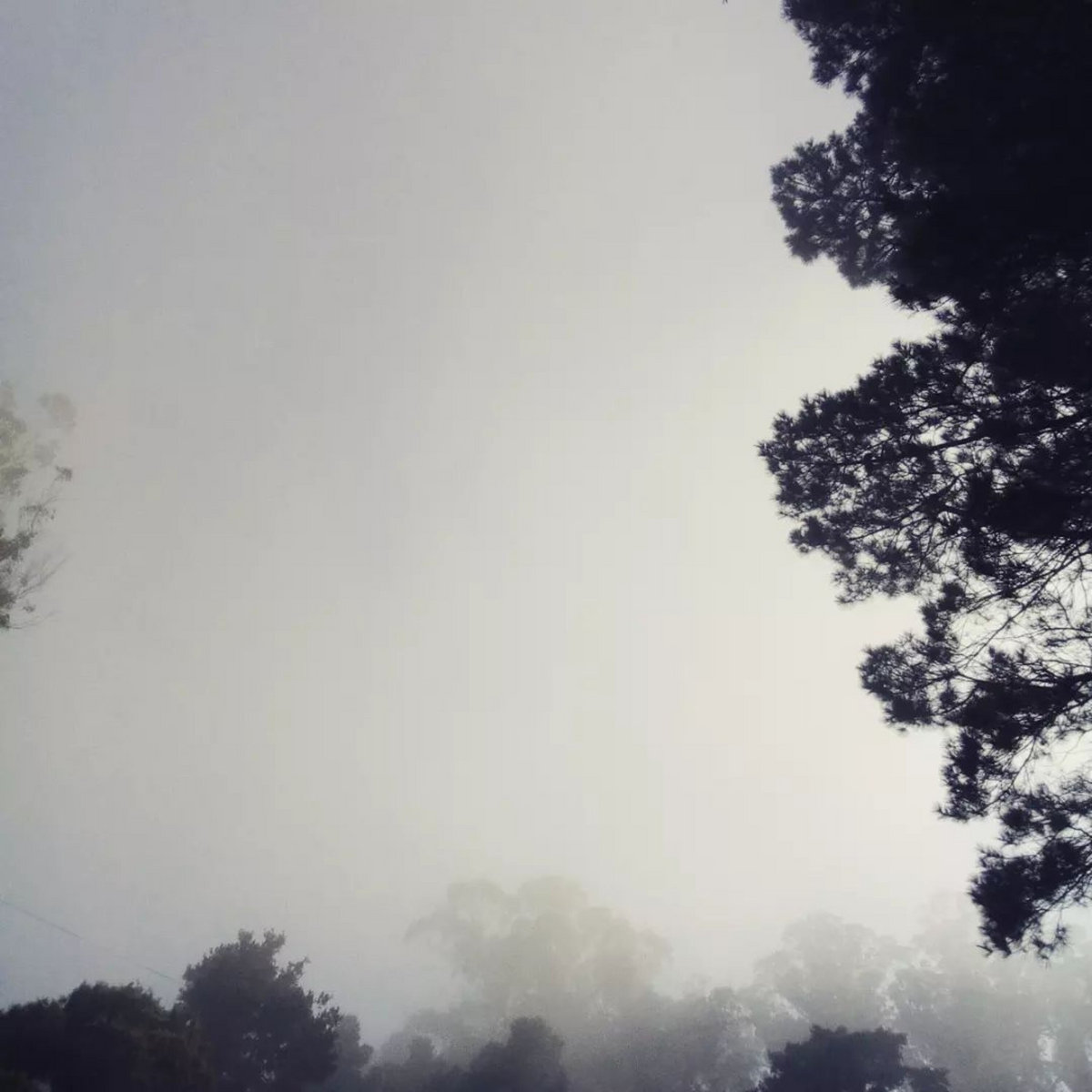 Forever In My Soul | Nøkturne | Shadows Of The Forest Records