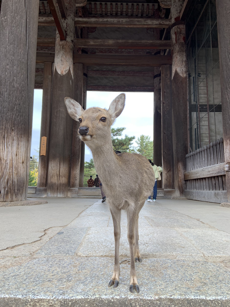 Cookies From Scratch | TED TING TANG