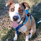 Awooo | Ruen Brothers