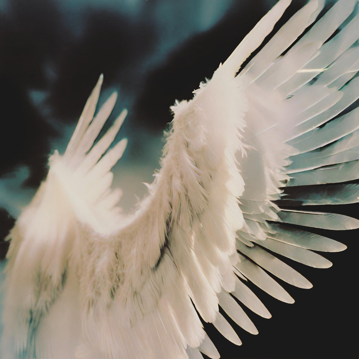 glass // pacific coast | metatronic osculum