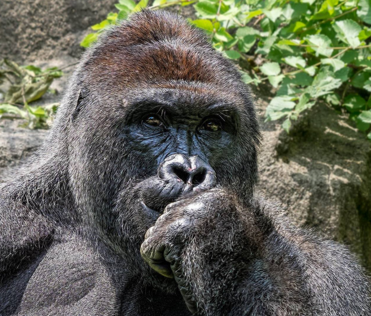 Demo 24 | Caged Ape