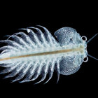 RAVAGE | The Cybertronic Spree