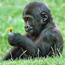 goldich's collection | Bandcamp