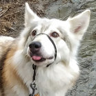 The Dark Piano, Vol. 2 (Myuuji Remastered) | Myuu