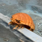 Pretty Hate Machine (Remastered) | Nine Inch Nails | Craft Recordings