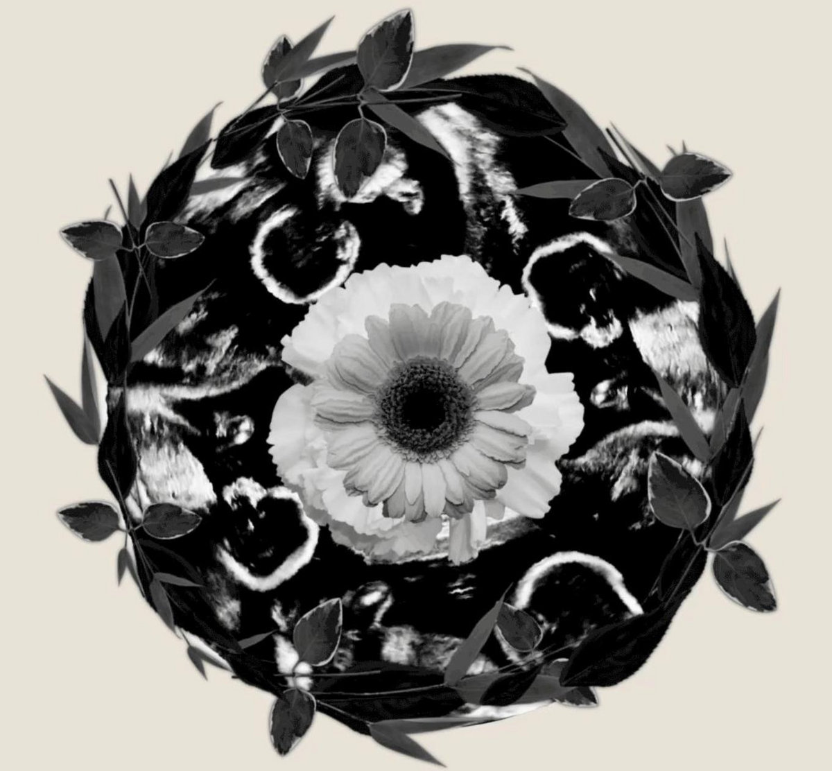 Where The Wild Things Grow | Starsailor