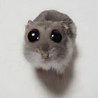 Scattered Faith | 黒皇帝