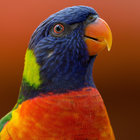 Firebird (Deluxe Edition) | Dirt Poor Robins