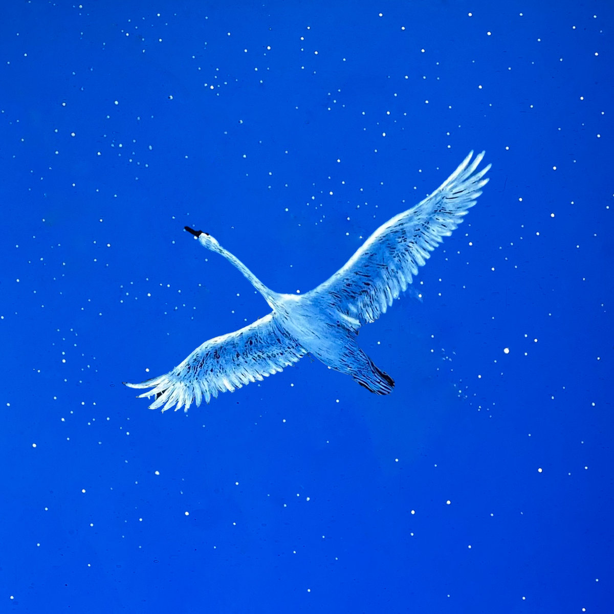 Swans in Series | Swanland