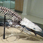 heart of android | かめりあ(Camellia)