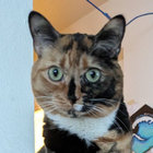 CARDIAC CONTREPOINT | FLAVOR FOLEY