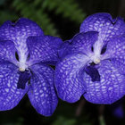 LIVE with LOOPER No.1 | Markus K