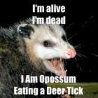 Exploding Trees & Airplane Screams | Patterson Hood