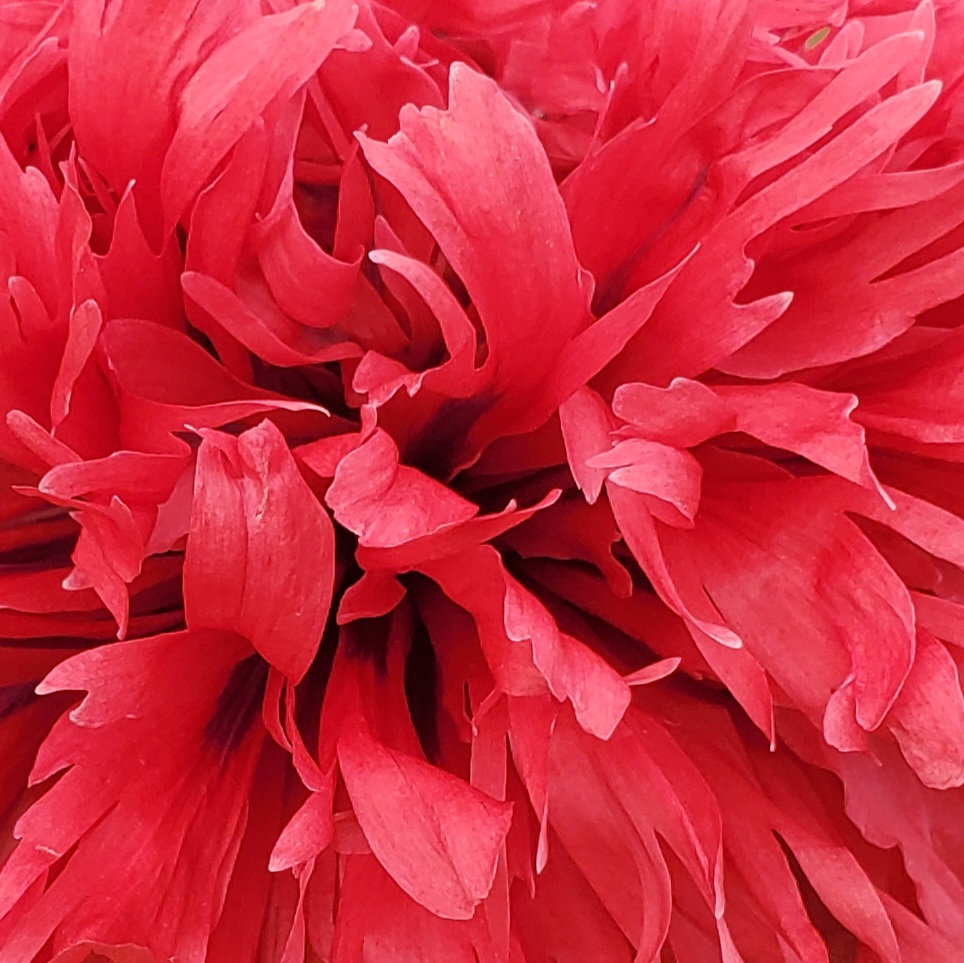 Dinosaur Dream | Tom Moss, Blue Rosefeld | Tom Moss