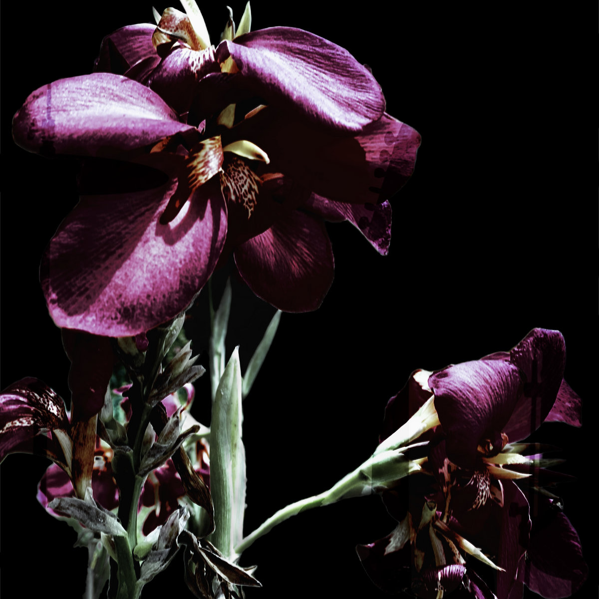 Sample Space | Kaolo