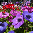 Gadabout Season | Brandee Younger