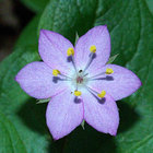 TUNIC (Original Game Soundtrack) | Lifeformed × Janice Kwan | Lifeformed