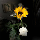 Superclean Vol. II | The Marías