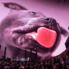 Live at Madison Square Garden | Goose