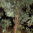 Posthumous Release | Coma Cinema