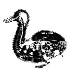 Identity Sequence | zircon