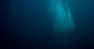 Music | Dream of the Blue Turtles