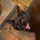 Chipbreak Wars | Sabrepulse