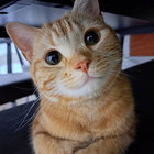 pale machine 2 | bo en