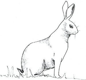 Music | Jessica Walrus