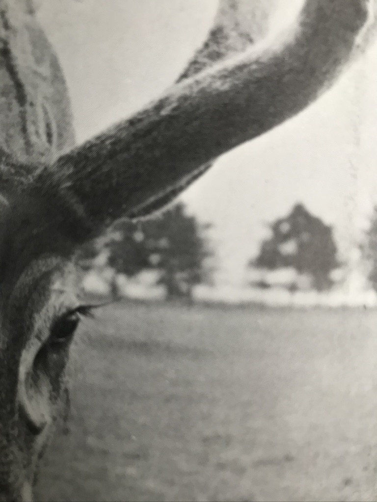 vampires for the sun | Vampires for the Sun | dogFan