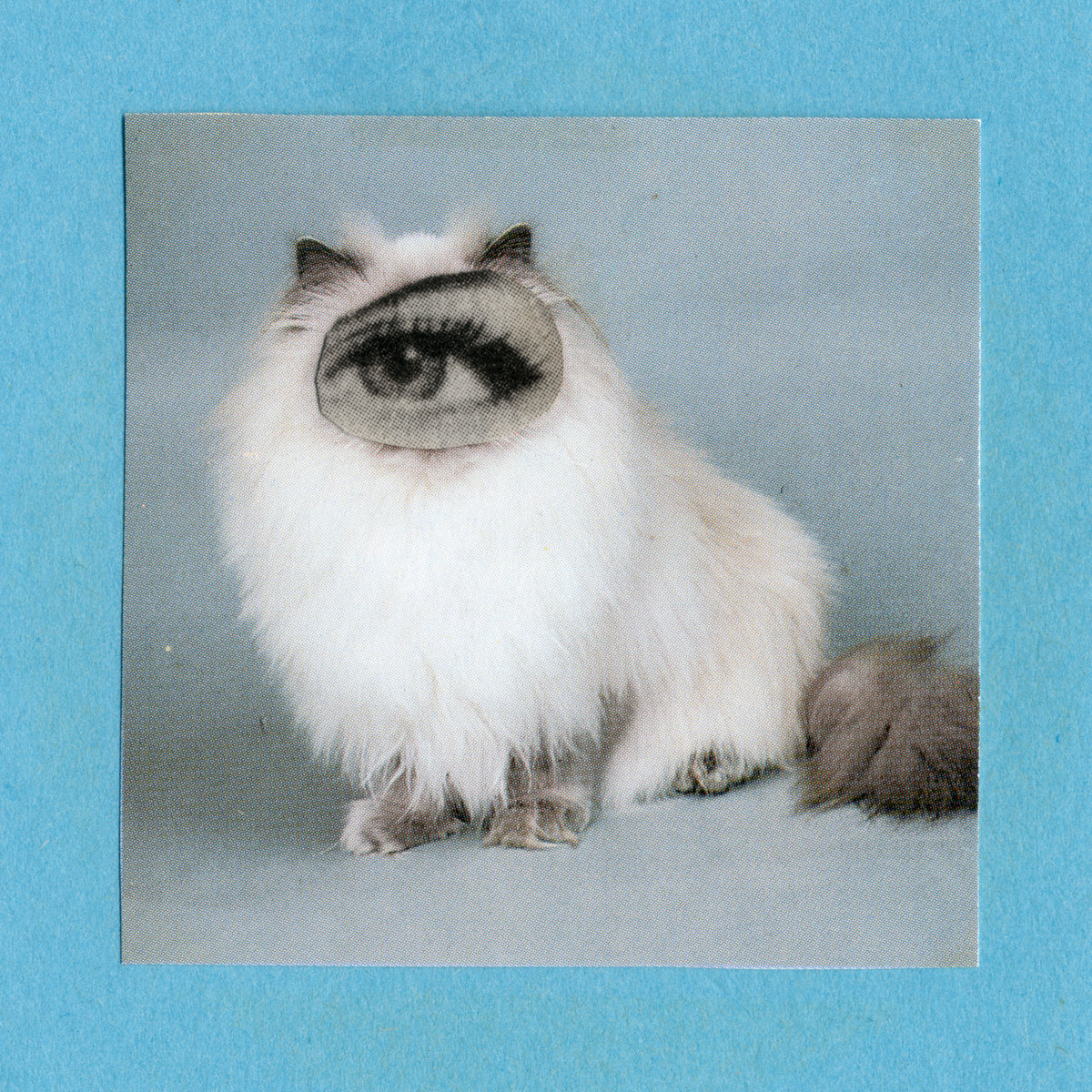 Cats | Fluffy Monsters