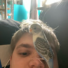 Celeste Original Soundtrack | Lena Raine