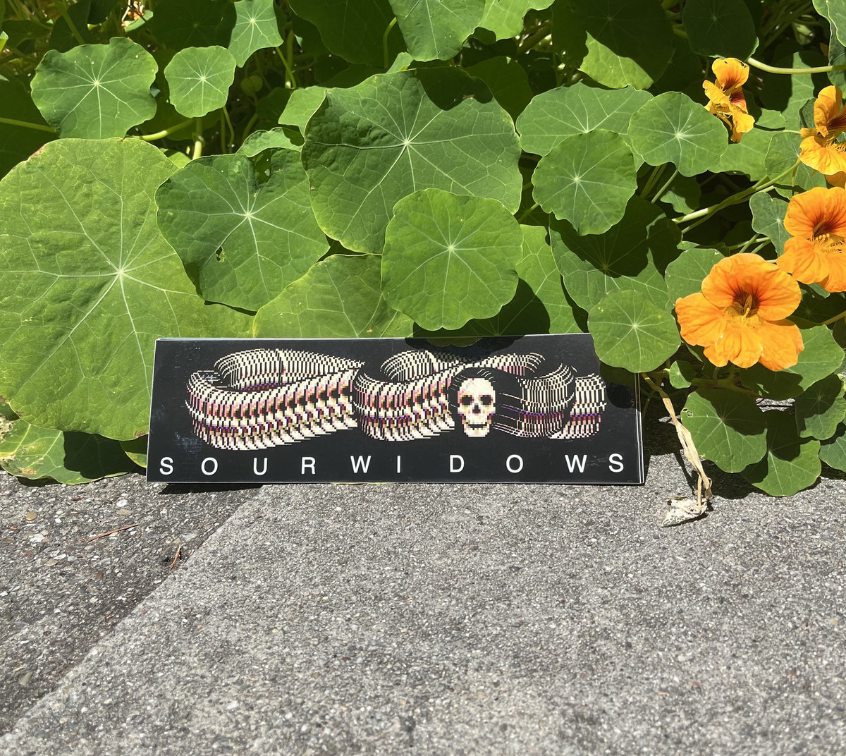 Skull Snake Bumper Sticker | Sour Widows