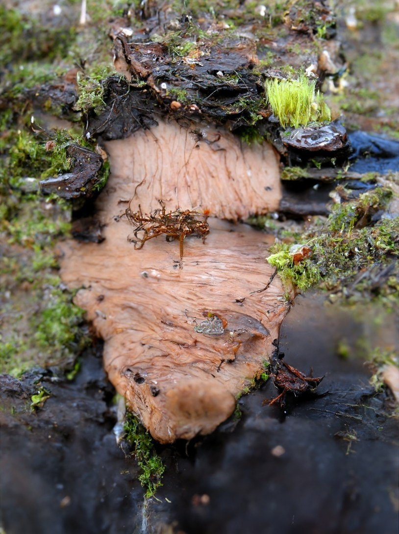 Deer Lake - South River - Ontario | Hector Centeno