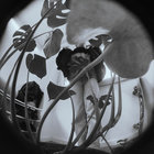 Shell~Wave | Surgeon