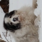 Impossible Animals | ROAR