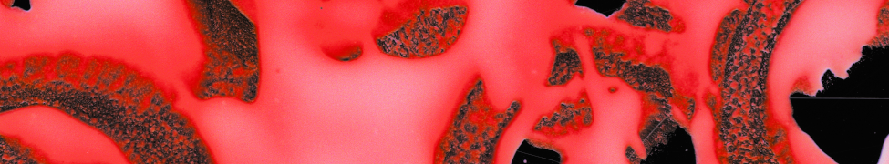 melanchole | salvia palth