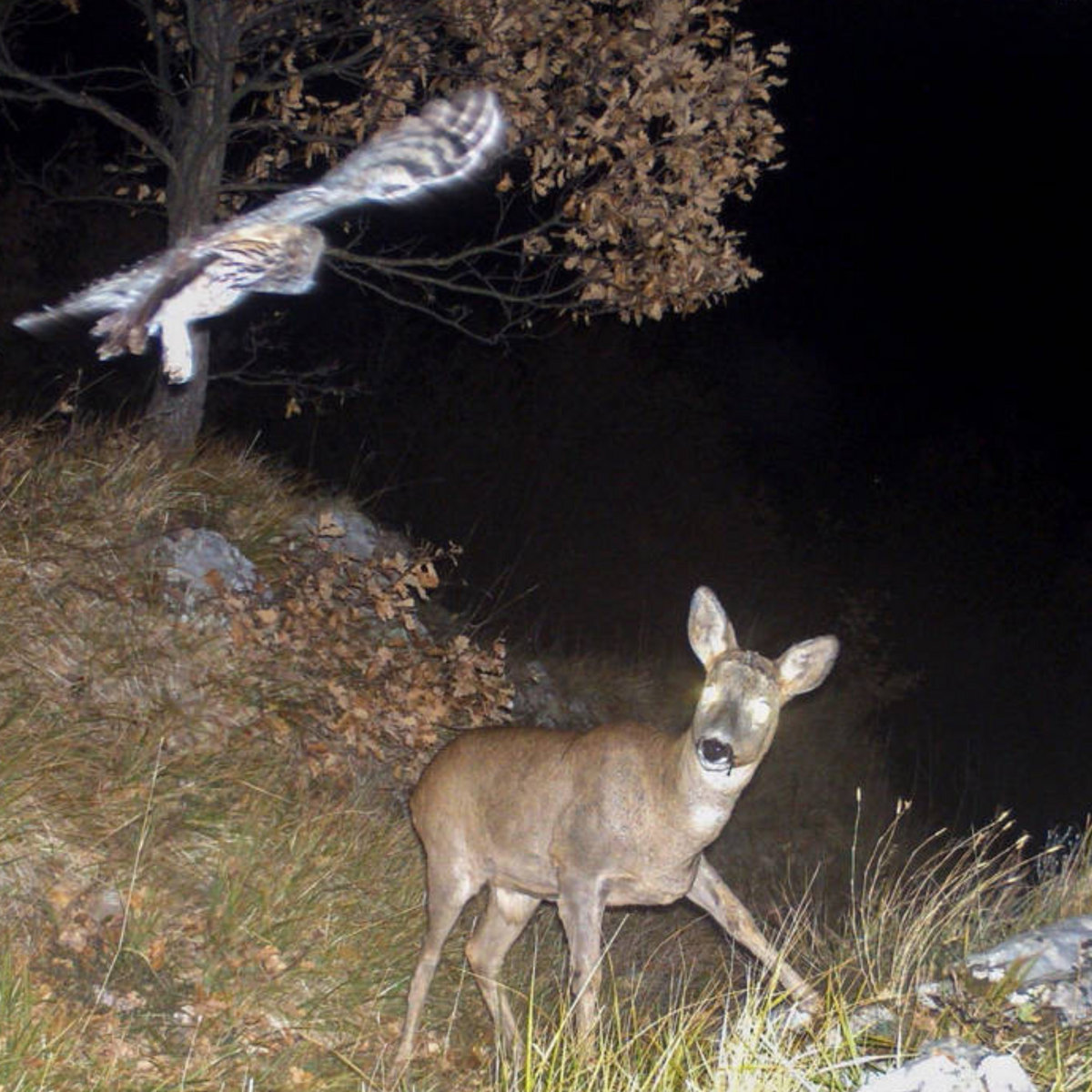 The Death of Time as We Know It (Original Soundtrack) | jamie turner ...