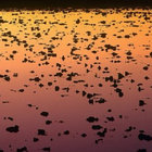 JUZZ (Expanded Edition) | JUZZ | áMARXE