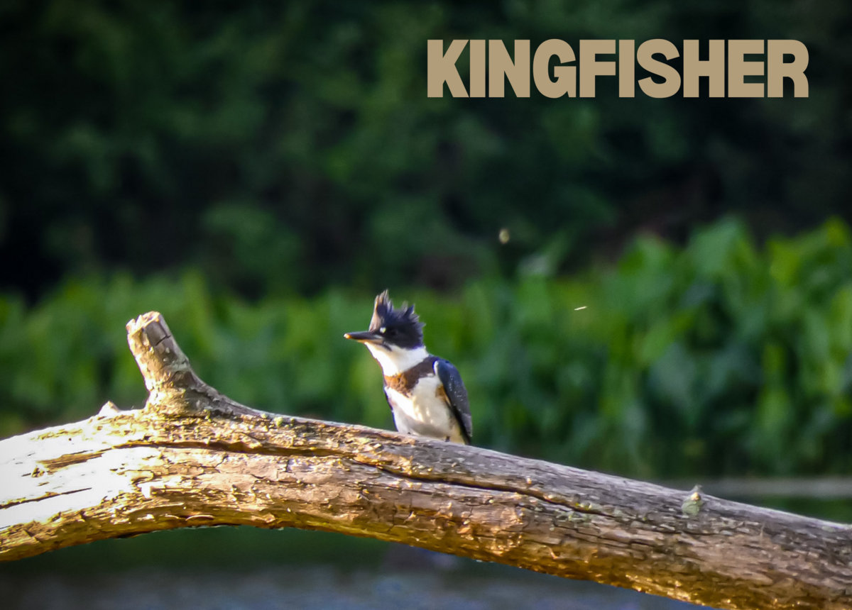 Face First into Oblivion | Kingfisher