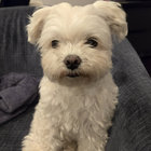 Britpop | A. G. Cook