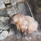 heart of android | かめりあ(Camellia)