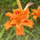 Moonlighting | maromaro